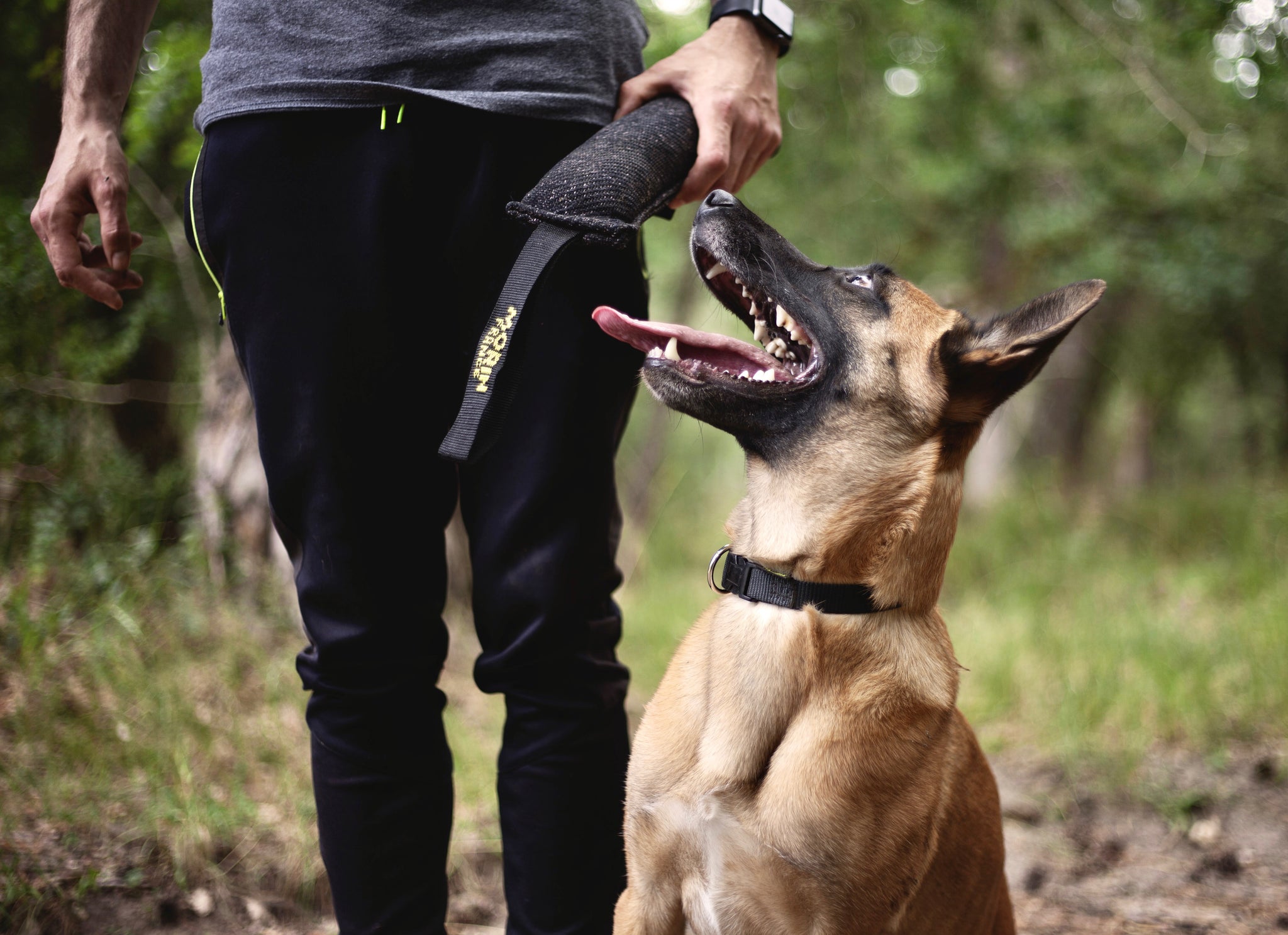Les bienfaits de l'entraînement pour votre chien : Renforcement du lie